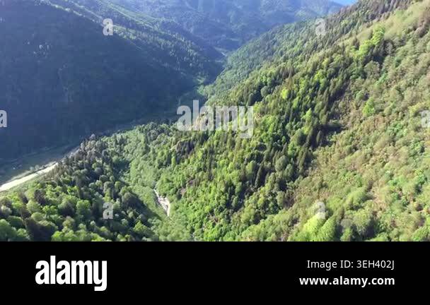 Aerial forest valley British Columbia Canada winding stream dense ...