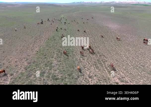 Aerial cattle grazing across arid steppe plain treeless rangeland dry ...