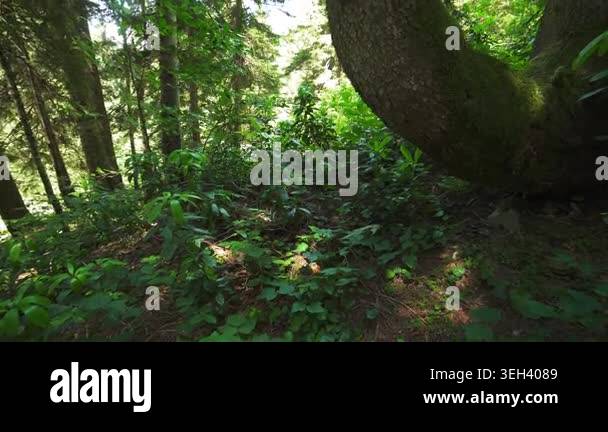 Curved tree trunk stands in dense forest with organic wood form natural ...