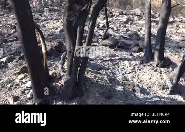 Burnt black ashes cover bush branches and tree trunks across a forest ...