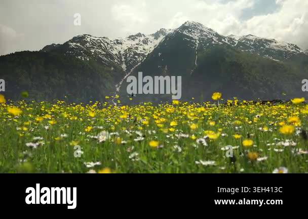 Alpine flower meadow spreads beneath snowy peaks, filling green pasture ...