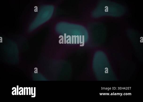 Glowing cells are seen under a microscope Stock Video Footage - Alamy