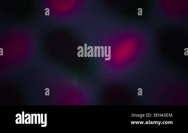 Close-up of cells under microscope Stock Video Footage - Alamy