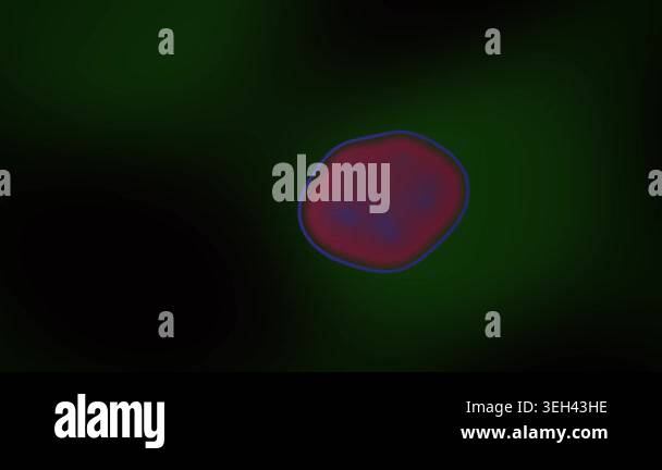 Close-up of red blood cells under microscope Stock Video Footage - Alamy