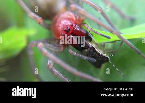 Red headed gray spider hunting on green leaf while capturing aelia ...