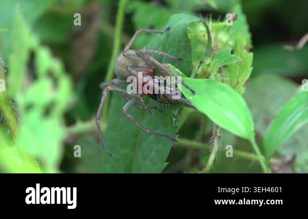 Red headed gray spider hunting on green leaf while capturing aelia ...