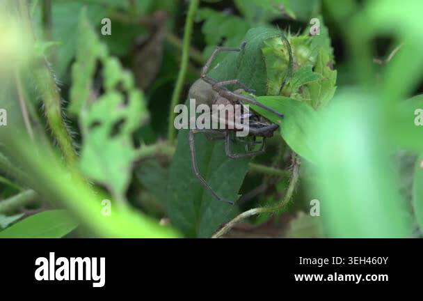 Red headed gray spider hunting on green leaf while capturing aelia ...