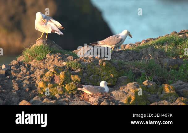 Seagull nest on coastal rocks shelters young chicks beside calm sea at ...