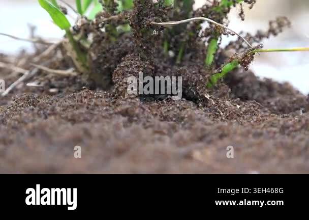 Large dense colony of ants swarming around plant base across soil ...