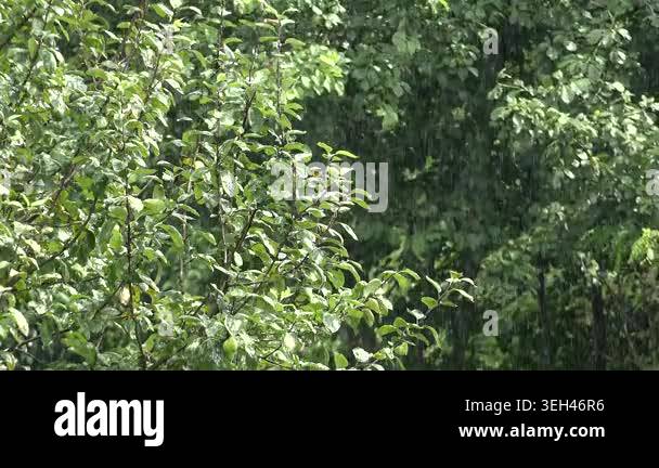 Rain falling on fruit trees in mixed forest during calm overcast spring ...