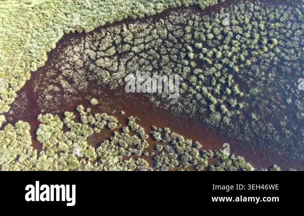 Aerial view of marsh reeds spreading across wetland lake surface in ...