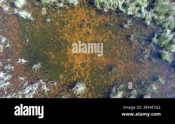 Aerial view of marsh reeds spreading across wetland lake surface in ...