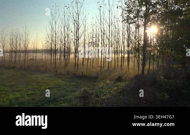 Cold morning fog spreads across flat plain forest creating a mysterious ...