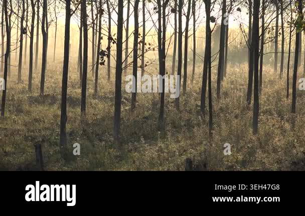 Cold morning fog spreads across flat plain forest creating a mysterious ...