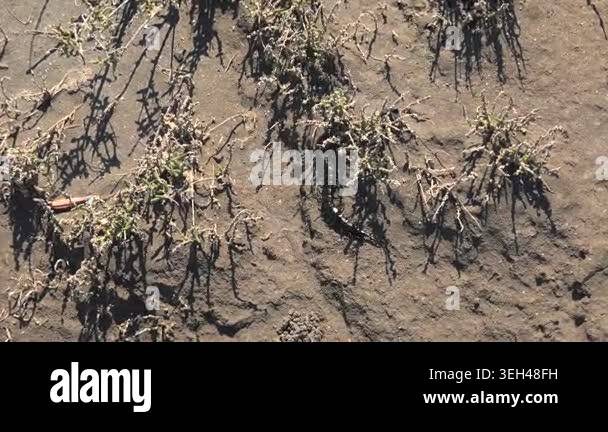 Black centipede crawls across brown arid cracked soil on barren ...