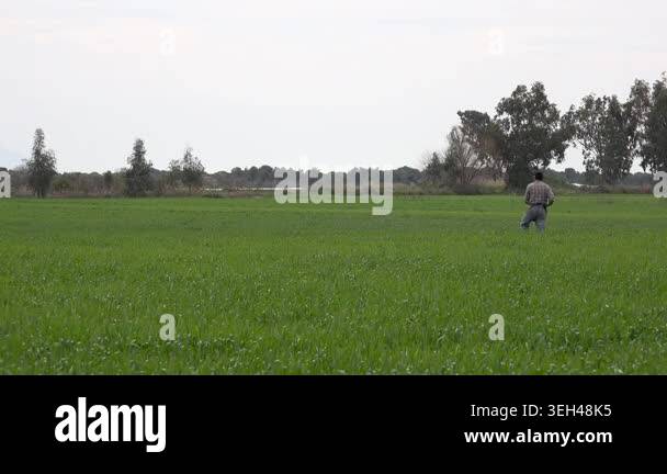 Farmer hand sowing seeds and fertilizer across green crop field in ...