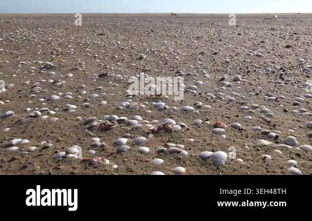 Mussel shells cover vast sandy beach shoreline under blue sky ...