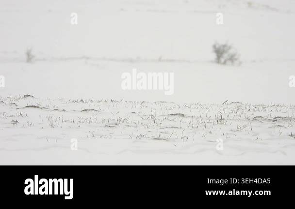 Winter blizzard sweeps treeless snowy plain under harsh continental ...