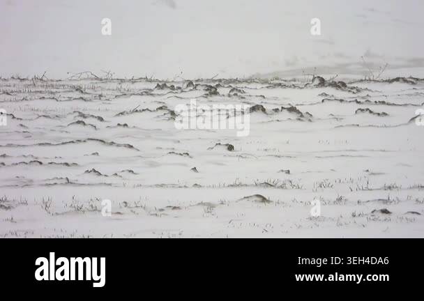 Winter blizzard sweeps treeless snowy plain under harsh continental ...