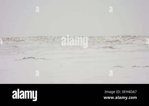 Winter blizzard sweeps treeless snowy plain under harsh continental ...