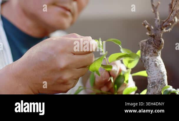 Senior Asian man inspecting bonsai branch, pinching shoots with careful ...