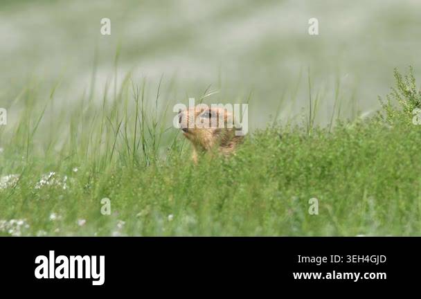 Marmot portrait rising through meadow grass during a close wildlife ...
