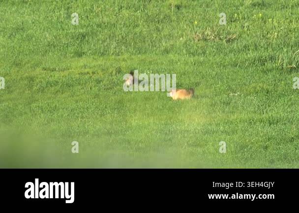 Two marmots resting in open treeless grassland across a quiet steppe ...