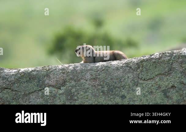 Young marmot perched on a rock in open grassland during a watchful ...