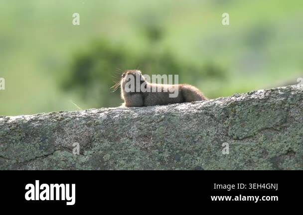 Young marmot perched on a rock in open grassland during a watchful ...