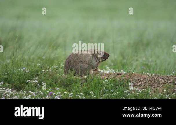 Marmot rushing into earthen burrow across steppe grass after a sudden ...