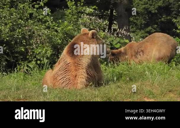 Two brown bears meeting in open forest clearing during a calm wildlife ...