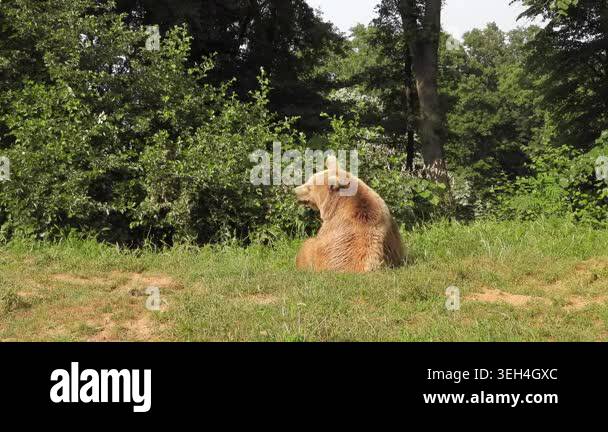 Two brown bears meeting in open forest clearing during a calm wildlife ...