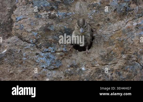 Female sparrow standing at nest entrance in rocky wall cavity, alert ...
