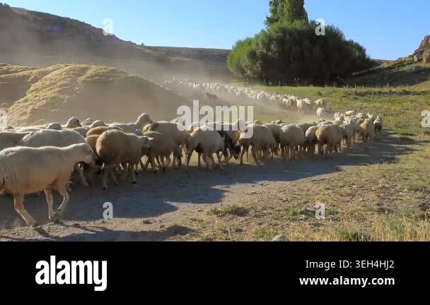 Dusty sheep herd near Mazar Sharif Afghanistan follows an S curve along ...