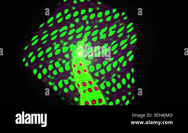 Fluorescent cells under microscope observation Stock Video Footage - Alamy