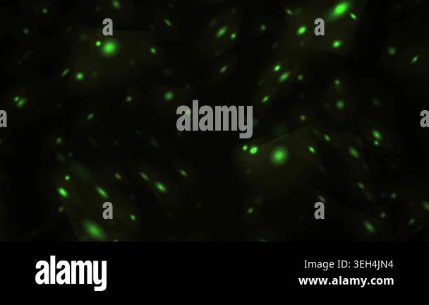 Microscope view of fluorescent green cells Stock Video Footage - Alamy