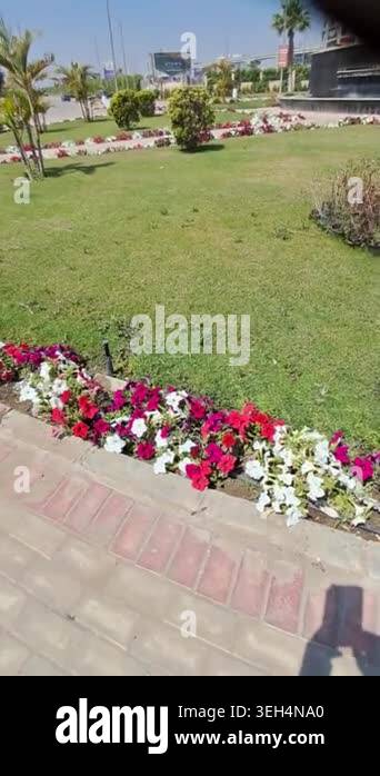 A short video of the Petunia flower, which is distinguished by its ...