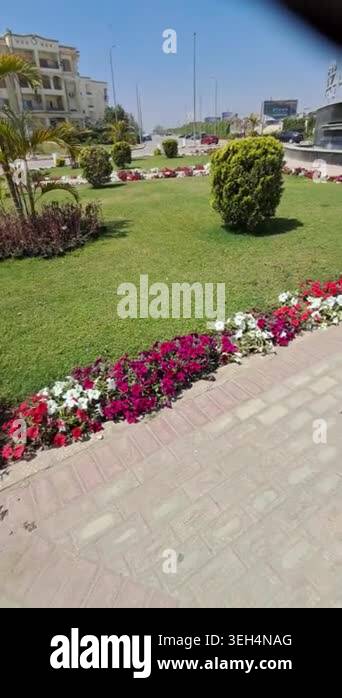 A short video of the Petunia flower, which is distinguished by its ...