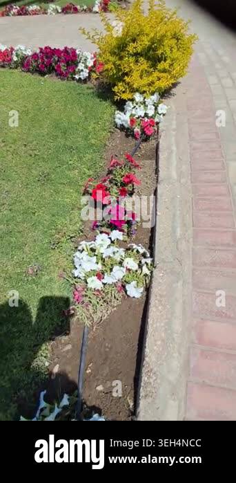 A short video of the Petunia flower, which is distinguished by its ...