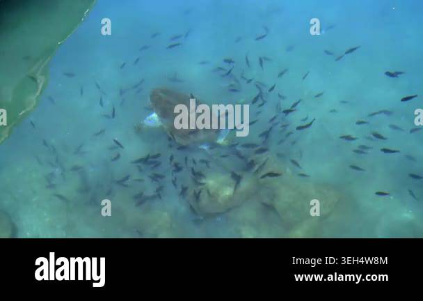 Loggerhead Sea Turtle Swimming and Eating on Shallow Sea in clear ...