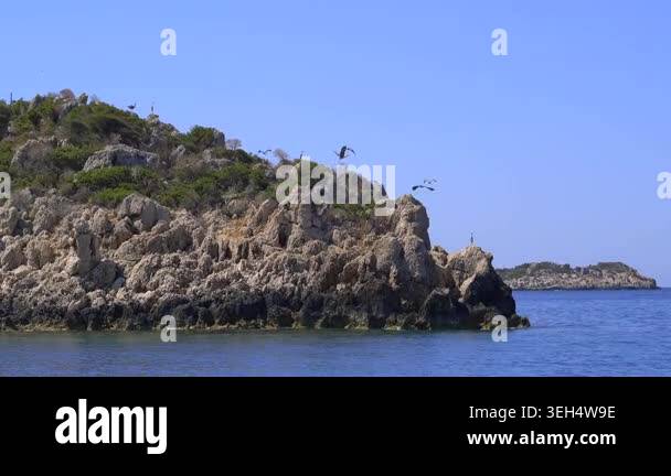 Heron Seabirds On Small Rocky Island In Sea in clear coastal habitat ...