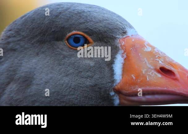 Close portrait of gray goose head reveals blue eye orange bill and ...