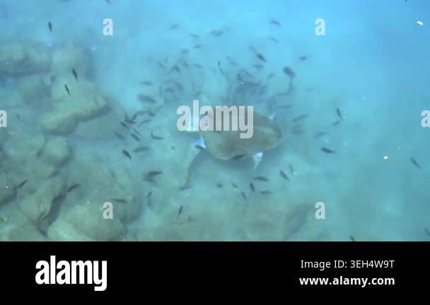 Loggerhead Sea Turtle Swimming and Eating on Shallow Sea in clear ...