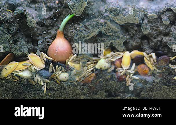Timelapse of plant seeds molding and rotting underground in soil cross ...