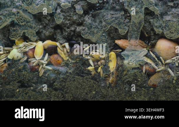 Timelapse of plant seeds molding and rotting underground in soil cross ...