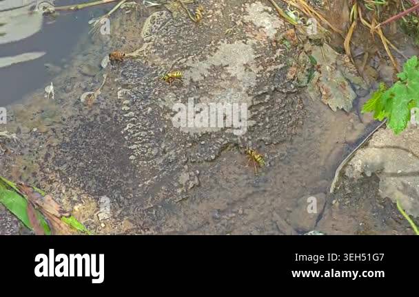 Wasps and bees drink from a muddy puddle in slow motion on the ground ...