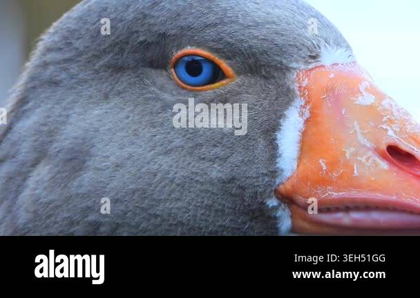 Gray goose portrait with blue eyes and peeling orange bill in tight ...