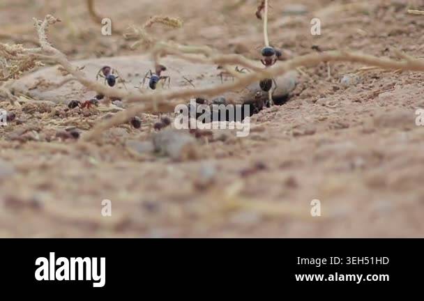 Ant nest hole opens in dry soil as ants gather around the entrance in ...