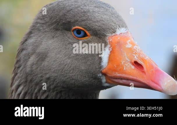 Gray goose portrait with blue eyes and peeling orange bill in tight ...