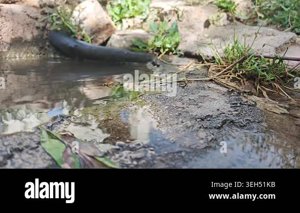 Wasp hovers and skims above a puddle in slow motion over wet ground ...